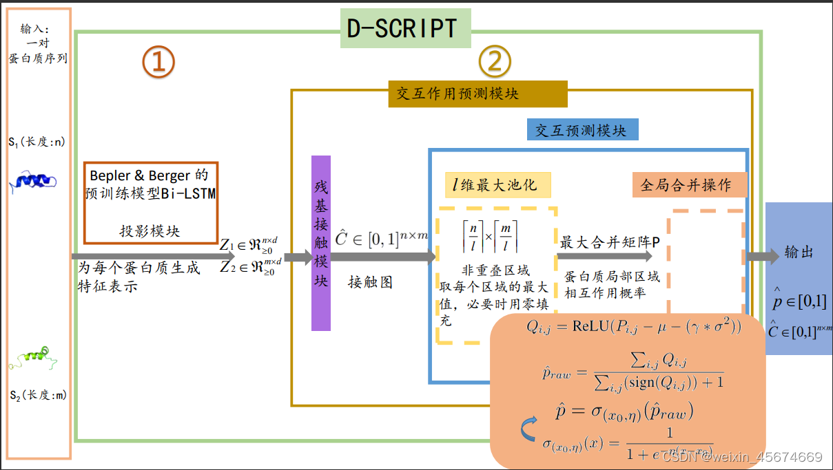 D-SCRIPT模型——基于蛋白质序列的蛋白交互预测模型-CSDN博客