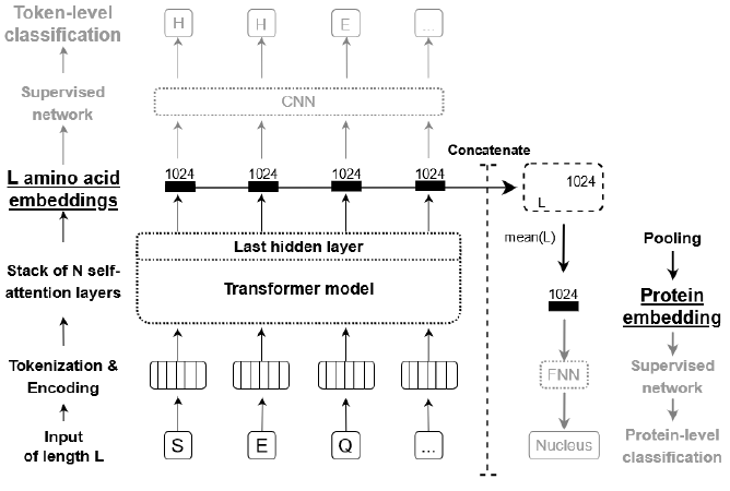 ProtTrans：使用迁移学习利用自监督模型理解蛋白质“语言”-CSDN博客