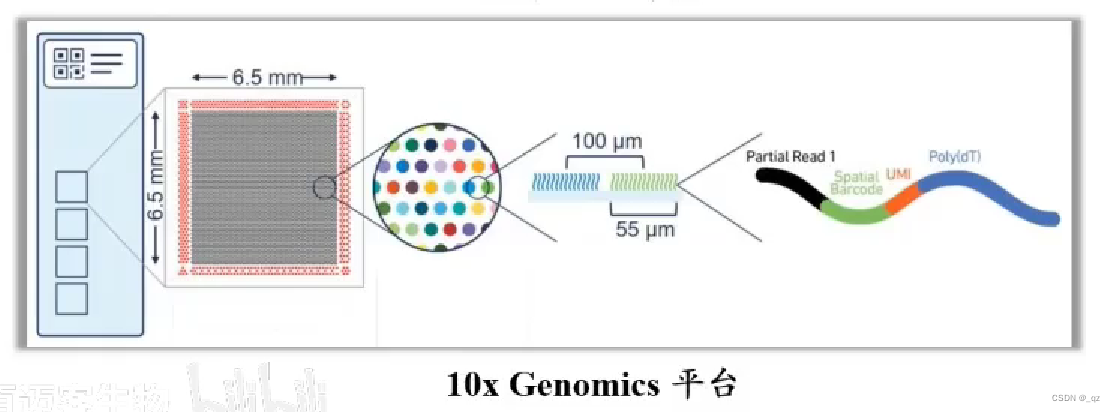 单细胞测序原理_单细胞测序技术原理-CSDN博客