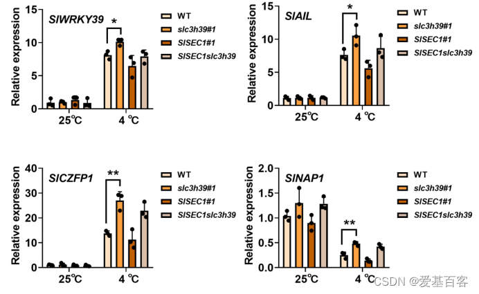 RIP-seq文章｜IF=10.323 &New Phytol发表番茄耐寒的转录后调控机制_chx处理检测蛋白稳定性-CSDN博客