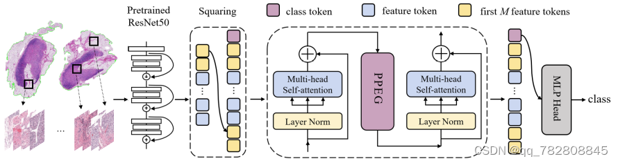 （WSI分类）WSI分类文献小综述_scaling vision transformers to gigapixel images vi-CSDN博客