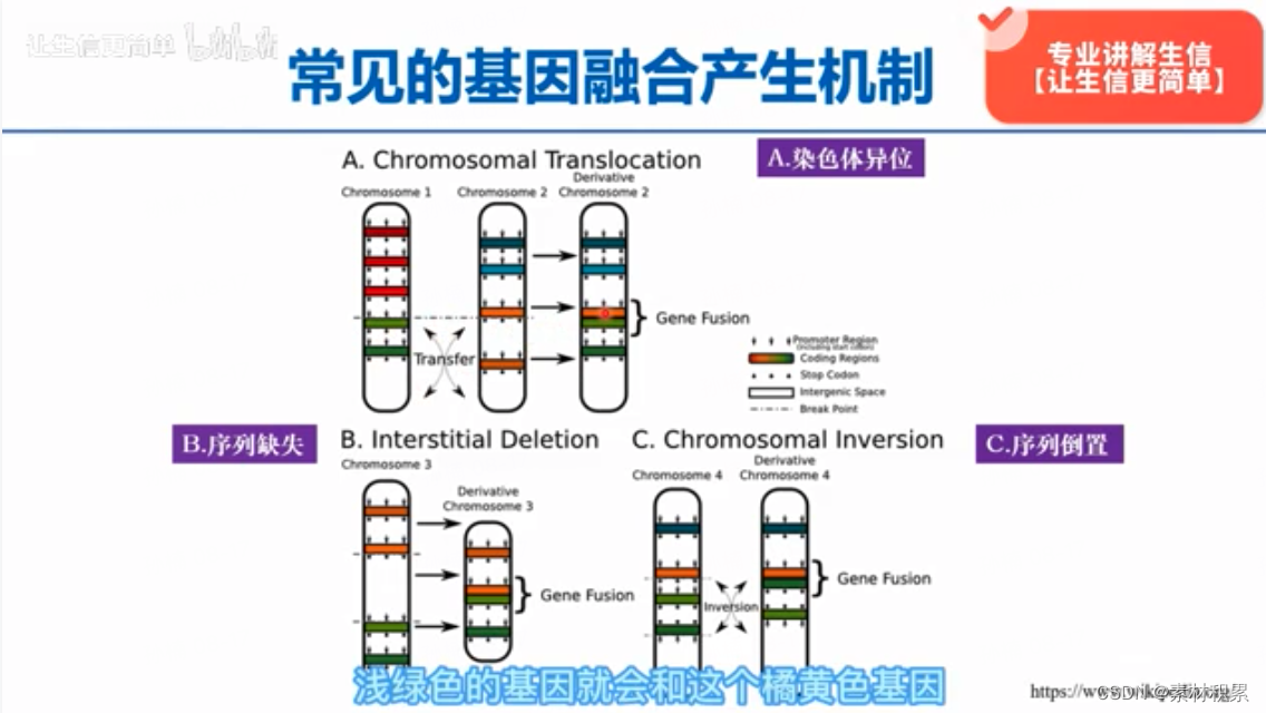 基因变异类型&基因融合_gene fusion的种类及注释-CSDN博客