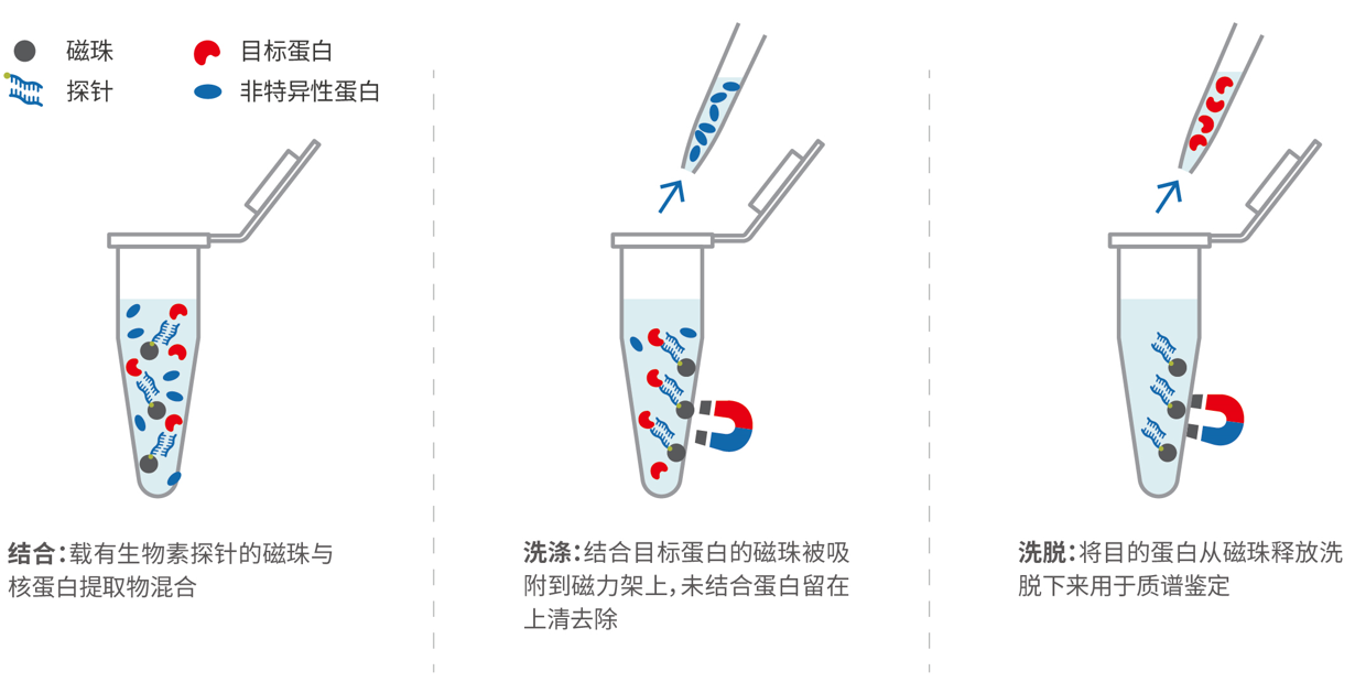筛选鉴定与已经基因启动子相互作用的DNA结合蛋白-DNA Pull Down实验原理，技术流程_pull down结果图怎么看-CSDN博客