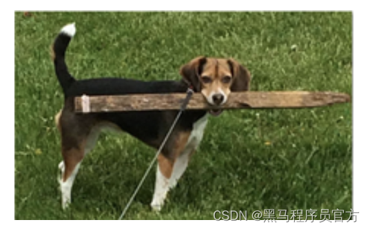 了解图像分类与imageNet数据集-CSDN博客