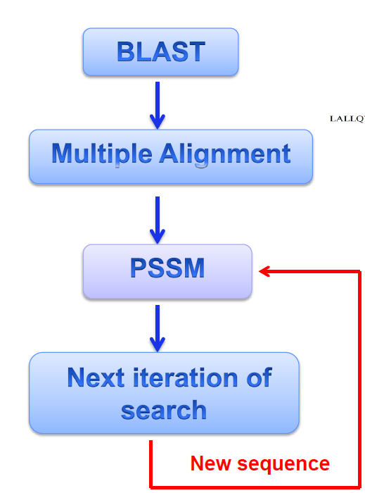 BLAST原理和用法总结（一）_blast算法-CSDN博客
