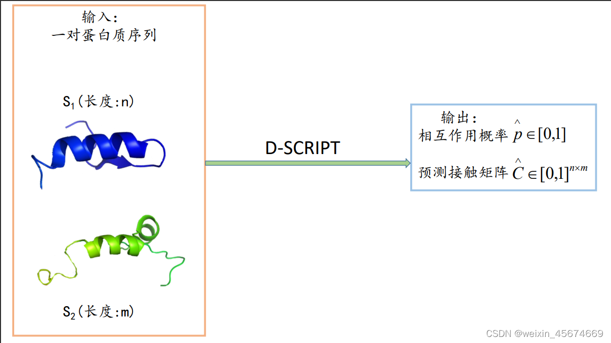 D-SCRIPT模型——基于蛋白质序列的蛋白交互预测模型-CSDN博客