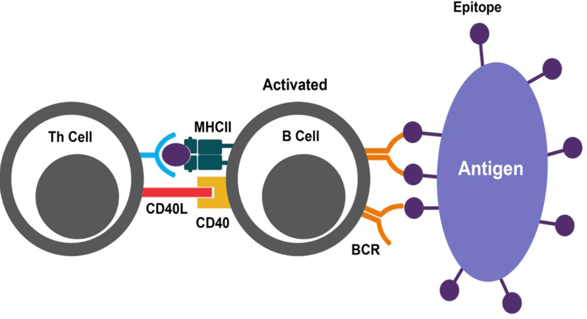 医学基础-免疫丨三种专职性APC的功能特点_一个apc可以呈递出一种还是多种抗原决定簇-CSDN博客