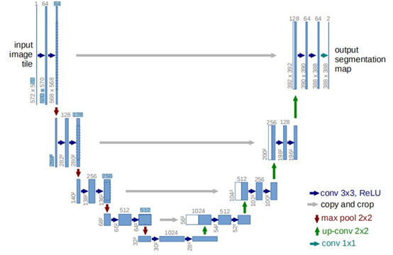 【人工智能项目】U-Net实战ISBI细胞分割_细胞分割数据集-CSDN博客