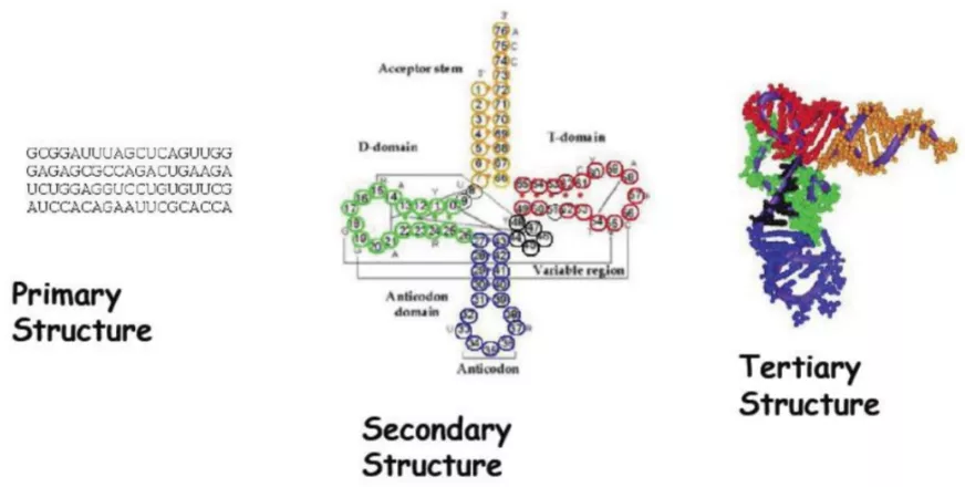 RNA二级结构系列(1)：基础知识篇_rna序列-CSDN博客