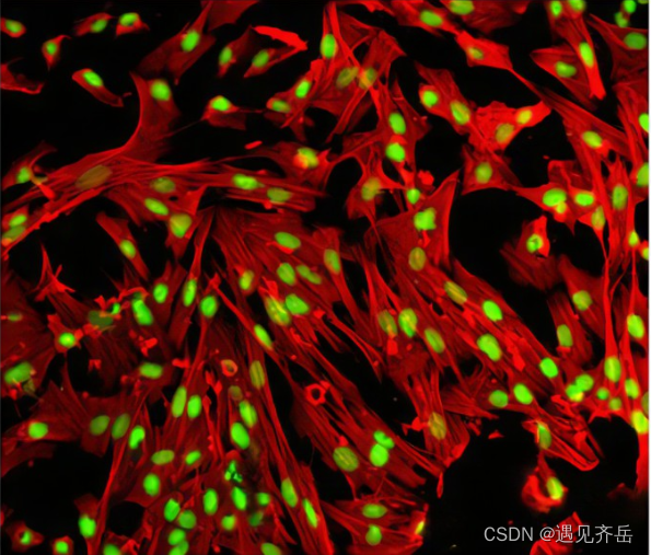 荧光染料CY3/CY5/CY5.5聚已内酯PLA载药纳米粒CY3-PLA|CY5-SS-PEG-PLA|CY5.5-PLA（定制供应）-CSDN博客