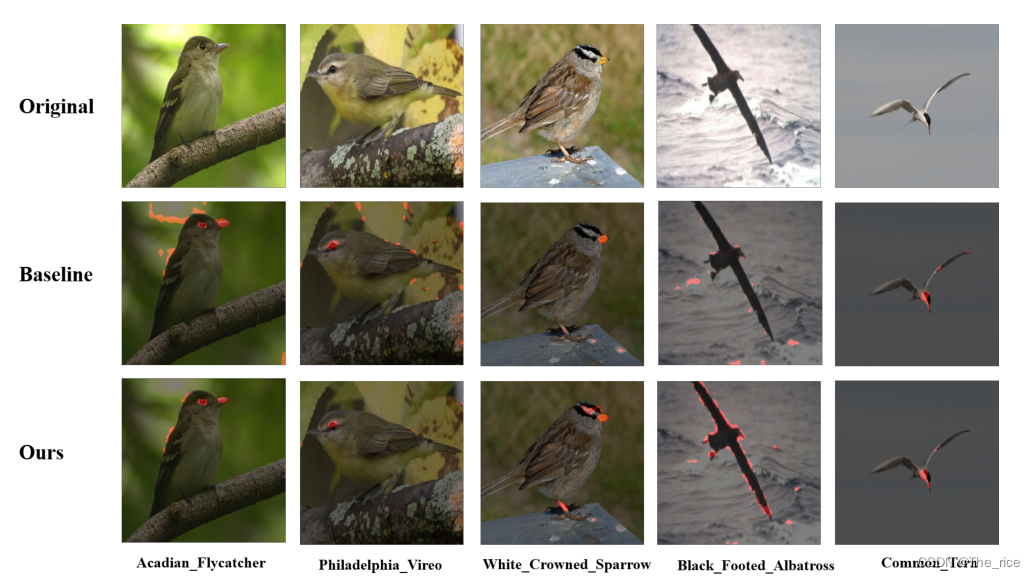 A Novel Plug-in Module for Fine-Grained Visual Classification学习-CSDN博客