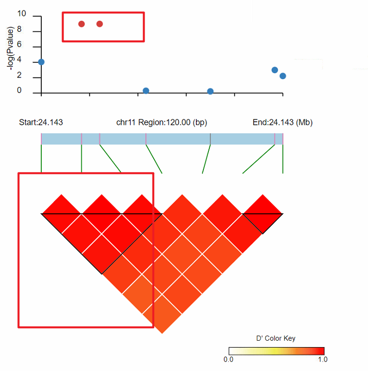 LDblock绘制连锁不平衡和单体型图_ldblockshow-CSDN博客