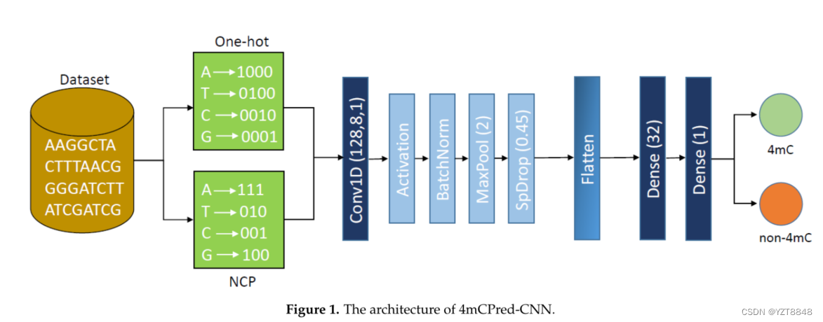 论文解读：《4mcPred-CNN—使用卷积神经网络预测小鼠基因组中的DNA N4-甲基胞嘧啶》_cnn预测dna-CSDN博客