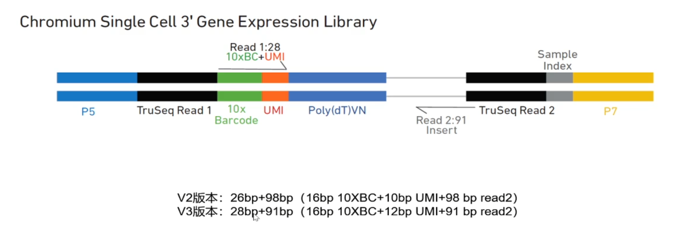 The Role Of Single Cell Barcode And Umi Programmer Sought