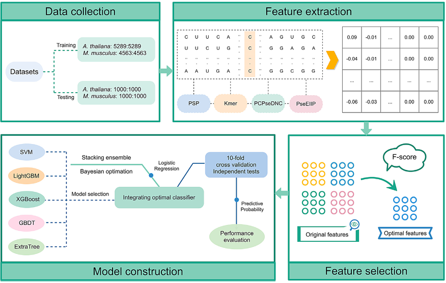 论文解读：《Staem5: A novel computational approachfor accurate prediction of m5C site》_molecular ...
