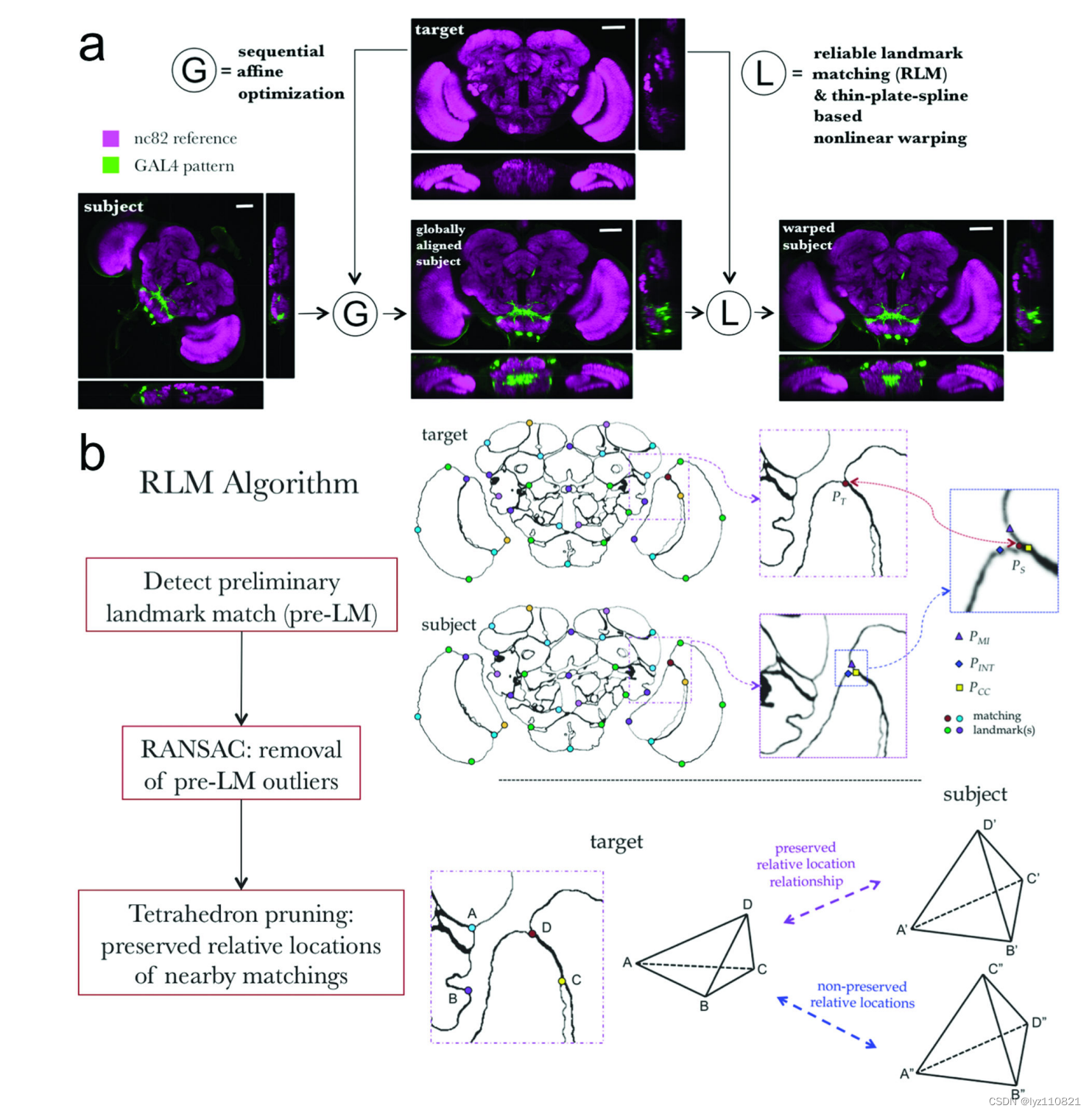 [论文笔记]BrainAligner: 3D Registration Atlases of Drosophila Brains_mbrainaligner-CSDN博客
