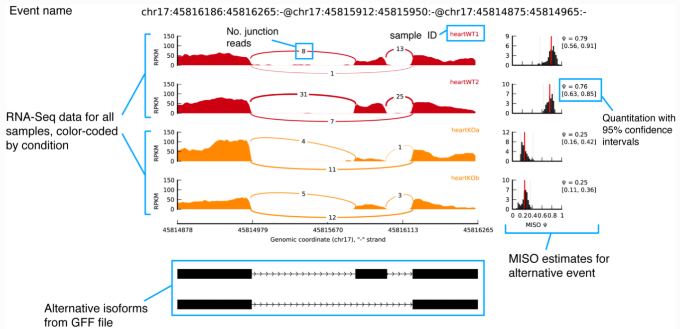 可变剪接分析流程（rMATS）-CSDN博客