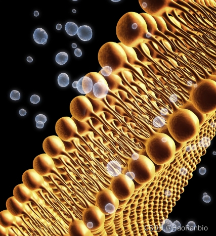 两种去泛素化酶荧光探针：Ub-AMC、Ub-Rho110，用于研究蛋白质去泛素化过程以及去泛素化酶的活性-CSDN博客