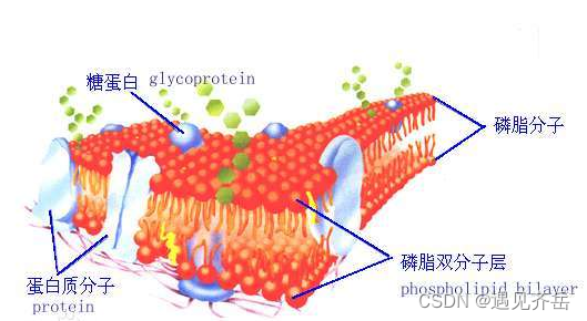 DSPC-PEG-ICG 二硬脂酰基磷脂酰胆碱-聚乙二醇-吲哚菁绿 DSPC-ICG-CSDN博客