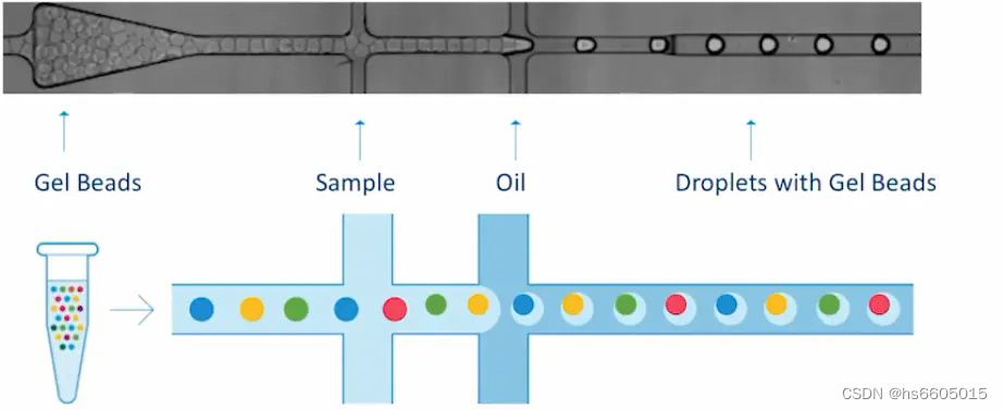 单细胞测序原理10X UMI Barcode_单细胞测序umi-CSDN博客