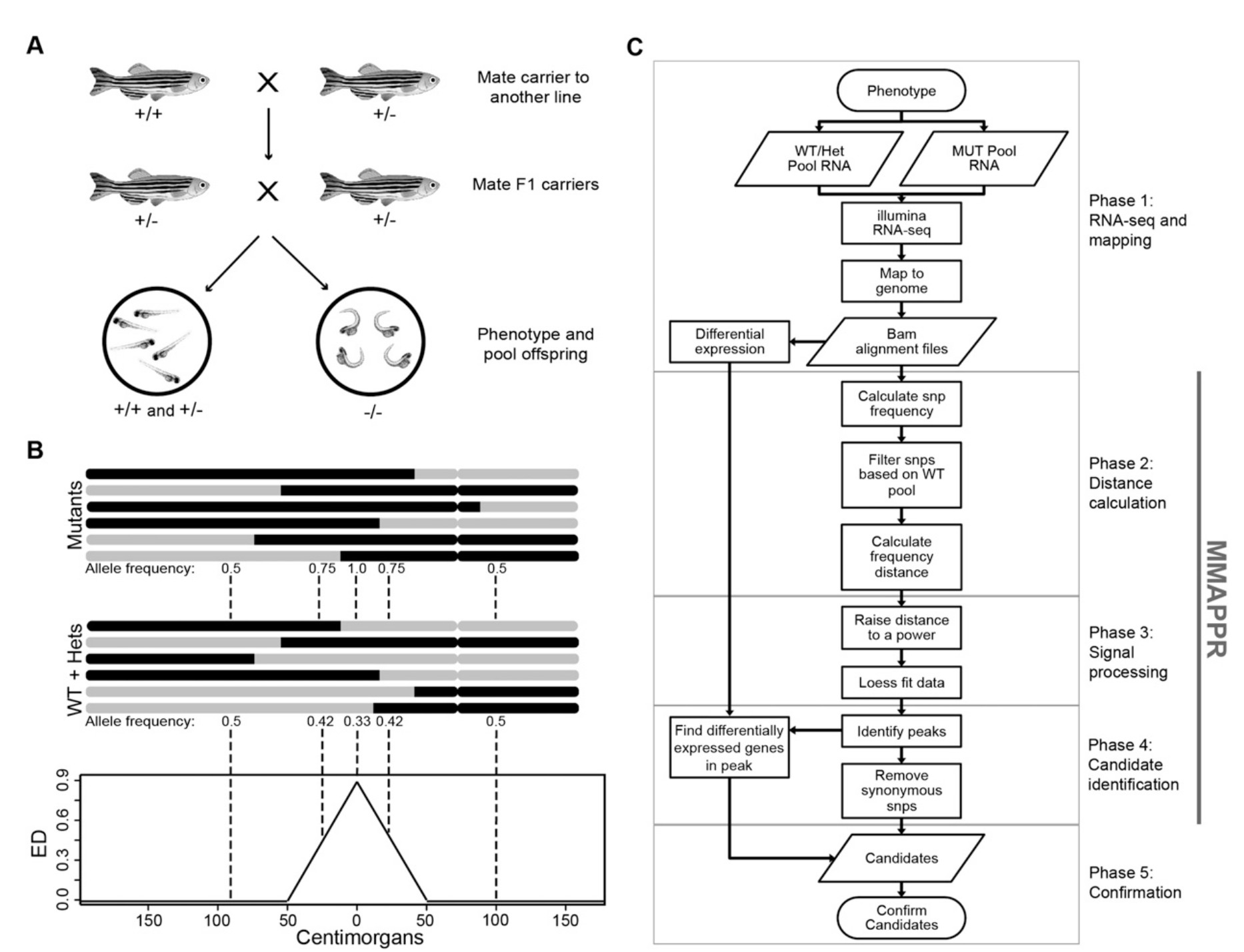 BSA分析详解_bsa测序-CSDN博客