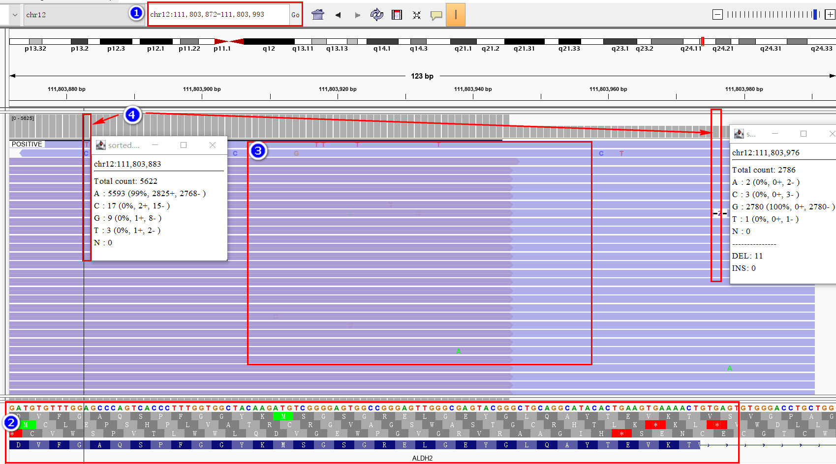 【软件介绍】IGV软件的安装和基本介绍_integrative genomics viewer-CSDN博客