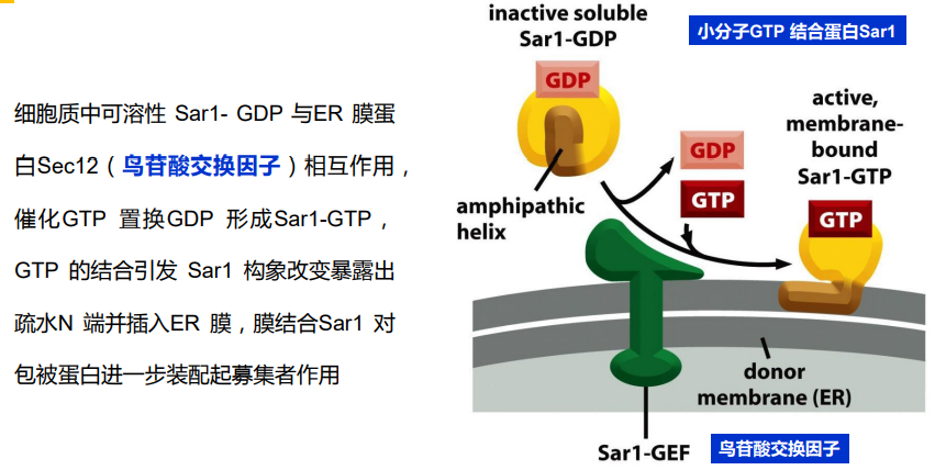 细胞生物学-6-蛋白质分选与膜泡运输_srp细胞生物学__玻璃晴朗_的博客-CSDN博客