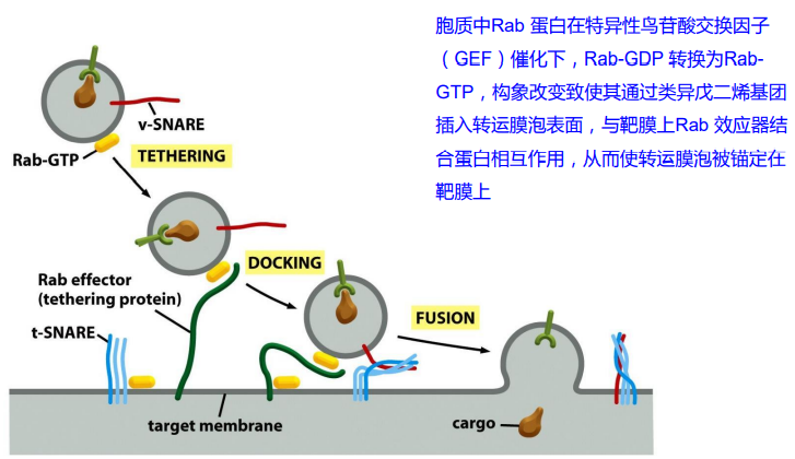 细胞生物学-6-蛋白质分选与膜泡运输_srp细胞生物学__玻璃晴朗_的博客-CSDN博客