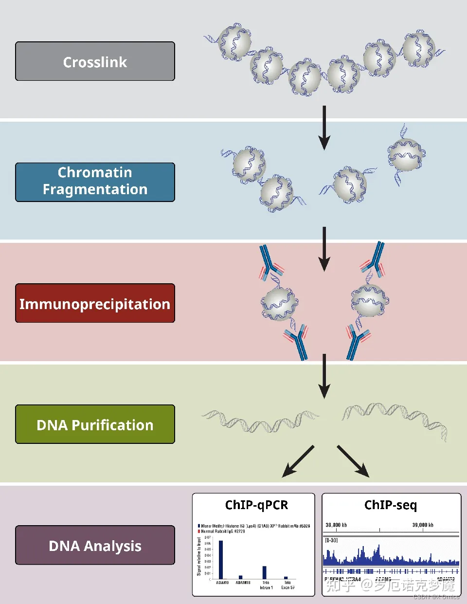 什么是染色质免疫沉淀法 (ChIP) ？——ChIP原理概述_X Omics的博客-CSDN博客