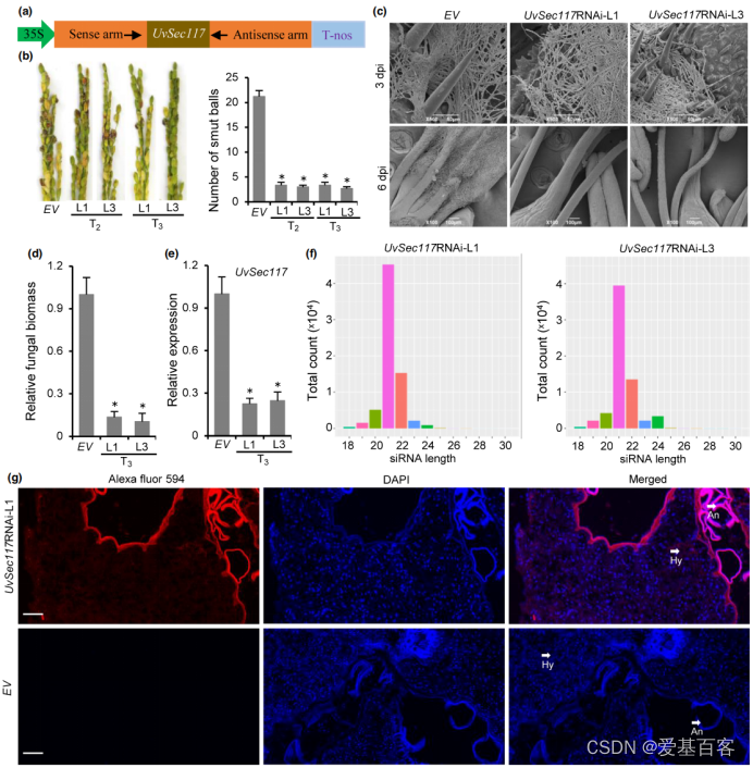 New Phytol & Small RNA-seq和ChIP-seq联合分析助力揭示稻曲菌抑制水稻免疫的新机制_组蛋白chip-seq和rna-seq联合分析-CSDN博客
