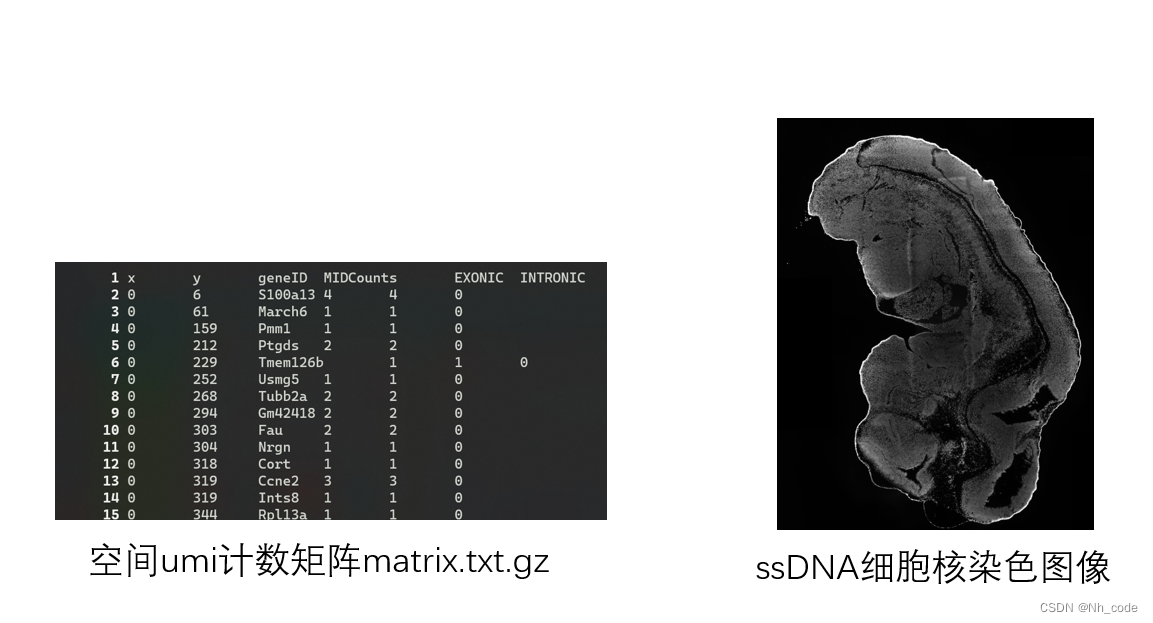 Spateo基于SSDNA圈细胞操作指南_ssdna染色-CSDN博客