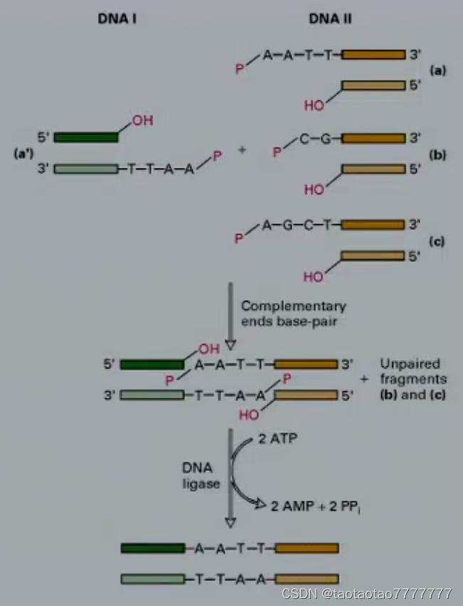 【中科院】分子生物学-朱玉贤第四版-笔记-第 9 讲 重组 DNA 克隆技术_2a peptides-CSDN博客