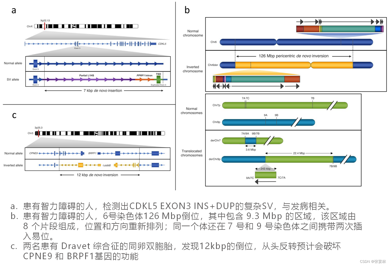 人基因组重测序系列 - 1.人基因组简介_human mutation-CSDN博客