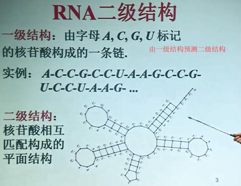 算法设计与分析 —— 6-6 RNA二级结构预测_rna二级结构预测r语言-CSDN博客