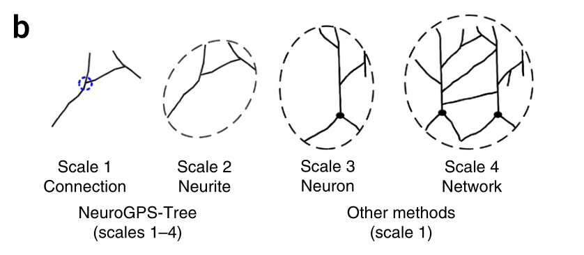 Vaa3d中的neuroGPS-Tree追踪算法_neurgps-CSDN博客