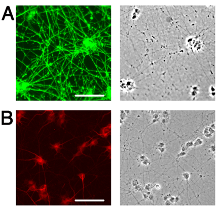 文献阅读_map2 sy5y-CSDN博客