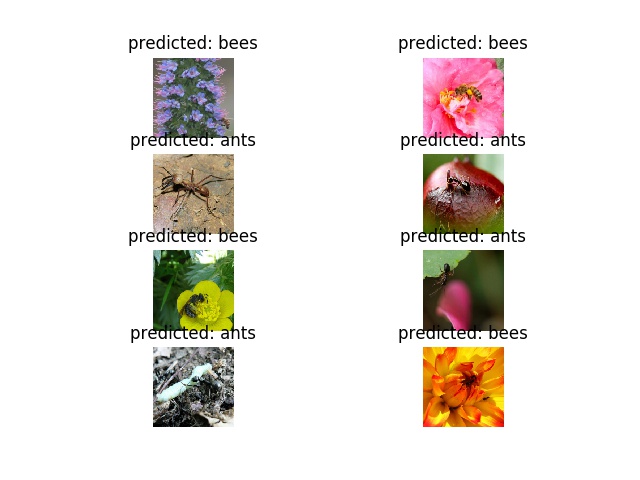 pytorch 实现迁移学习 transfer learn区分 蜜蜂和蚂蚁_transfer 识别较小物体-CSDN博客