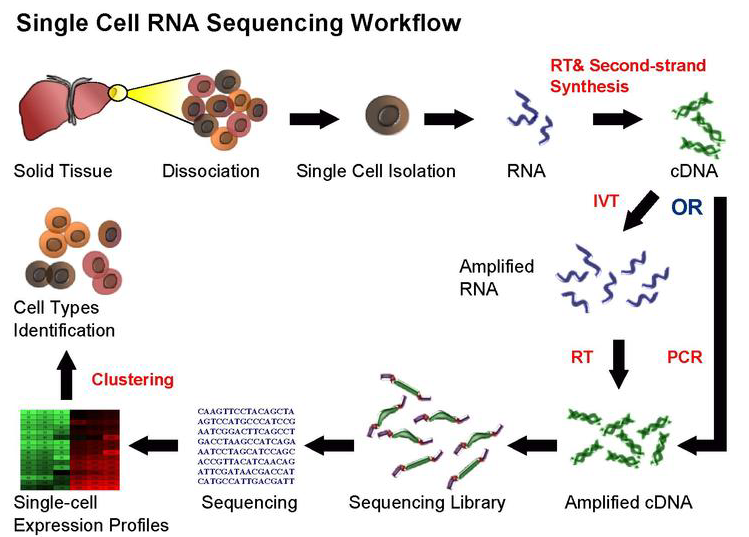 single-cell RNA-seq-Course学习之introduction to single-cell RNA seq-CSDN博客
