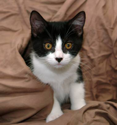 python3 32.keras使用卷积神经网络(CNN)完成猫狗分类 学习笔记_猫狗识别深度学习python-CSDN博客