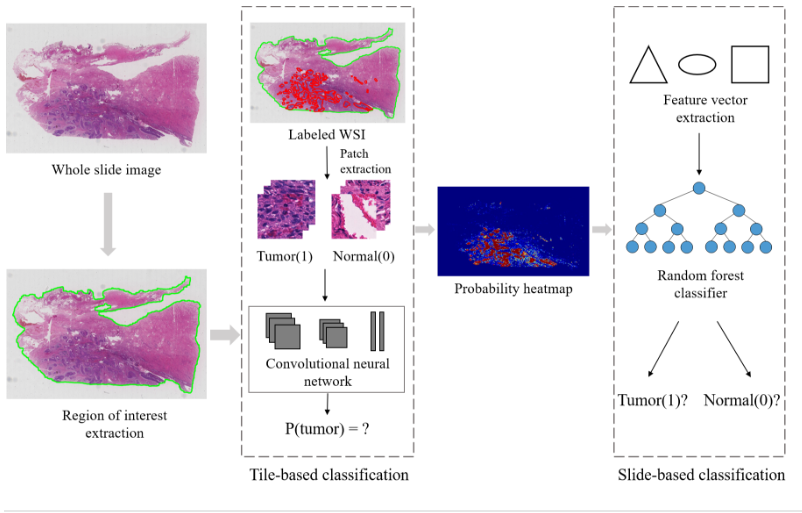 全视野数字切片（whole slide images, WSIs）的预处理-CSDN博客