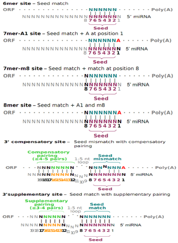 microRNA靶基因预测_microrna下游靶基因的研究方法-CSDN博客