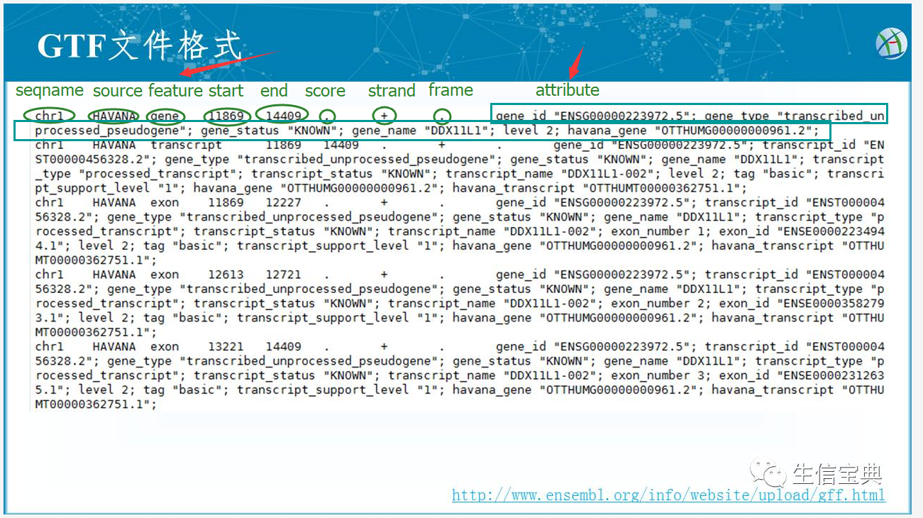GTF/GFF文件格式解读和转换_注释基因组文件如何看-CSDN博客