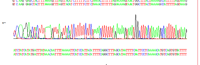 R包SangerSeqR处理ab1数据-CSDN博客