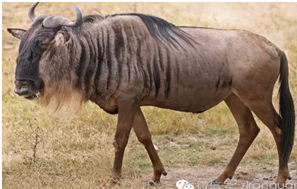 GNU 的logo_gnu计划的logo是什么-CSDN博客