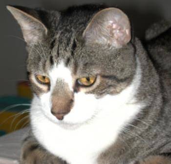 利用PyTorch自定义数据集实现猫狗分类-CSDN博客