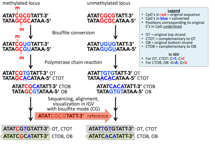 基因碱基序列研究-CSDN博客