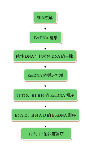 eccdna的研究-CSDN博客