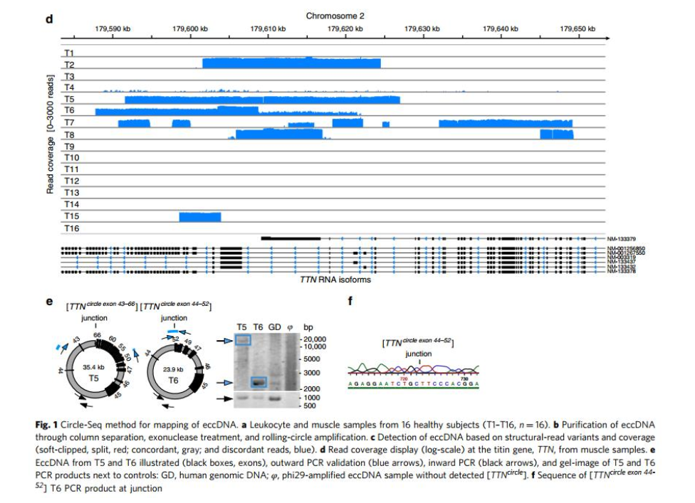 eccdna的研究-CSDN博客