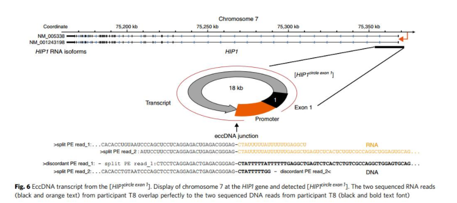 eccdna的研究-CSDN博客