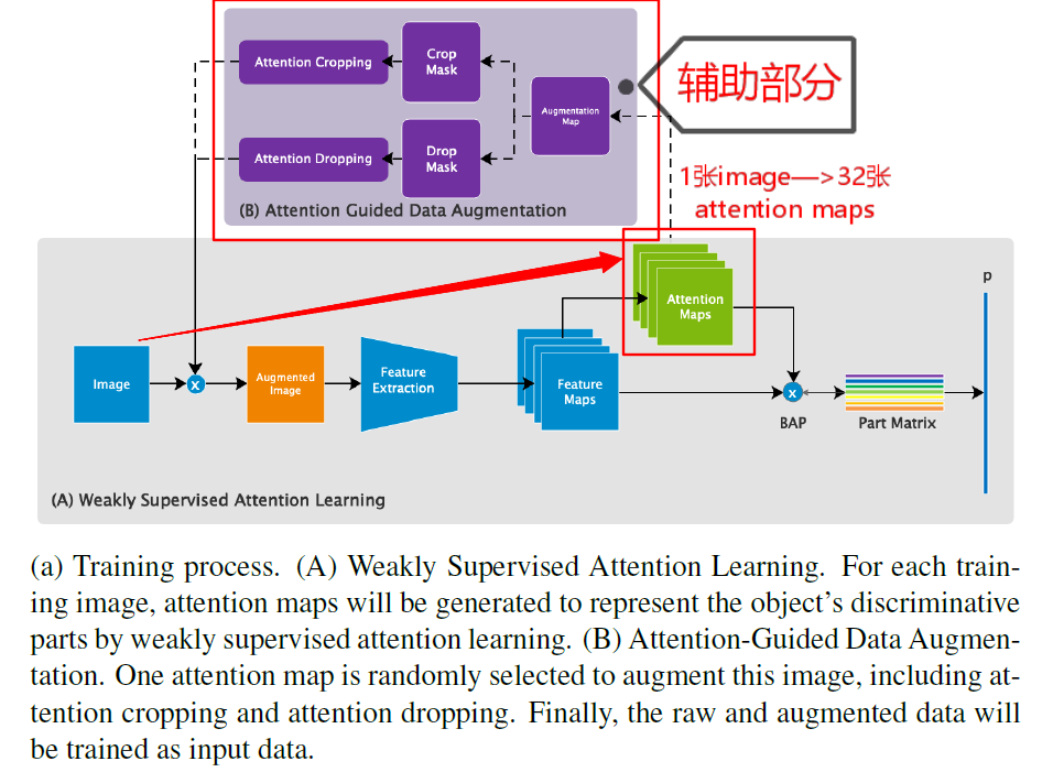 细粒度分析--WS-DAN_wsdan细粒度分类网络-CSDN博客